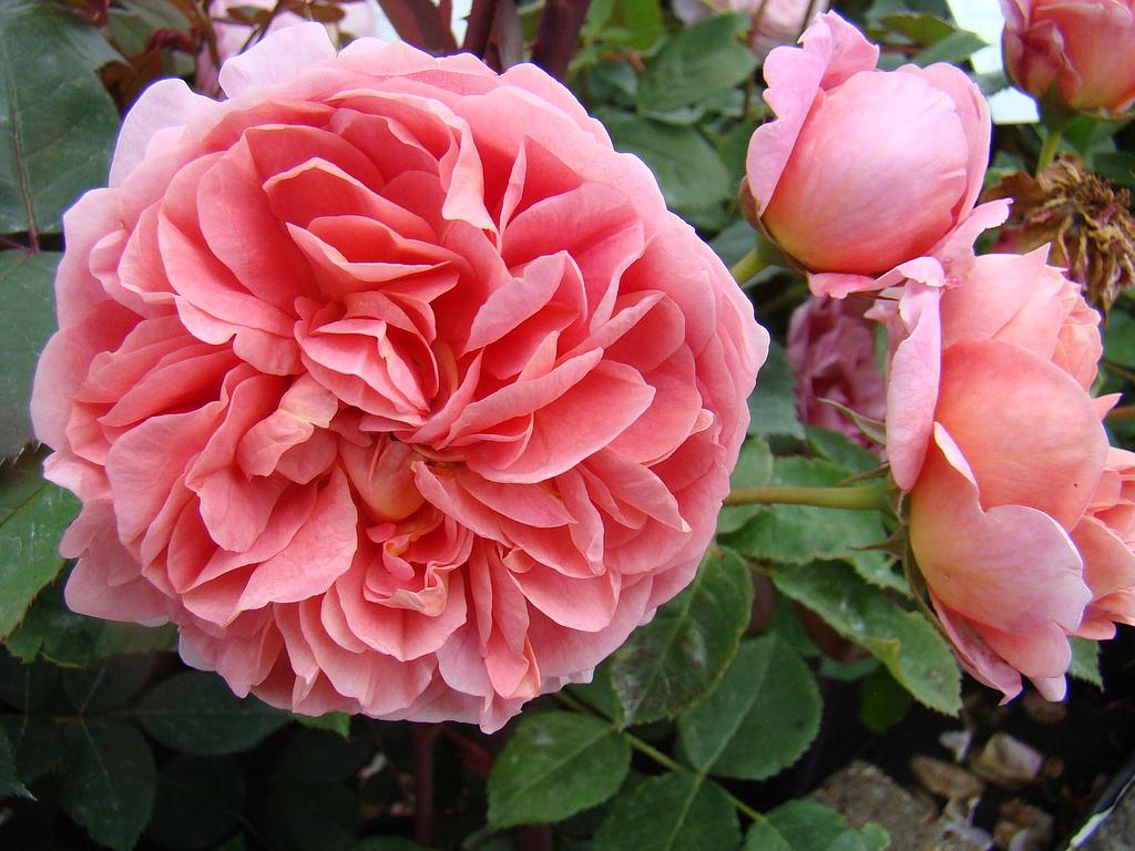 Boscobel | Lens Roses
