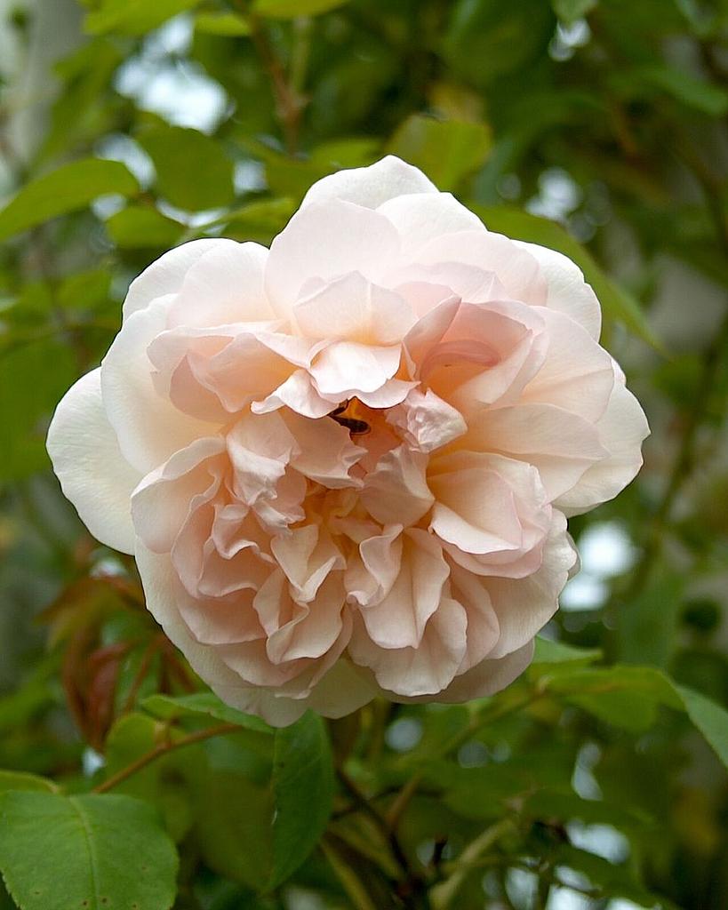 Desprez à Fleurs Jaunes | Lens Roses