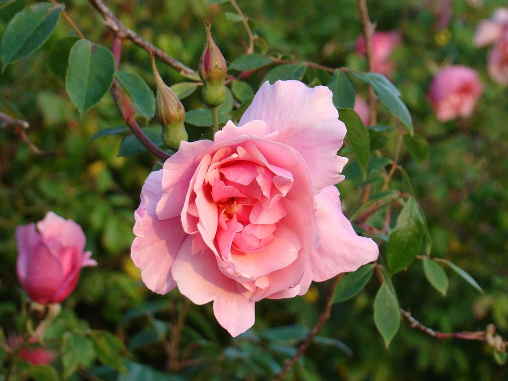 Lijang Rose | Lens Roses